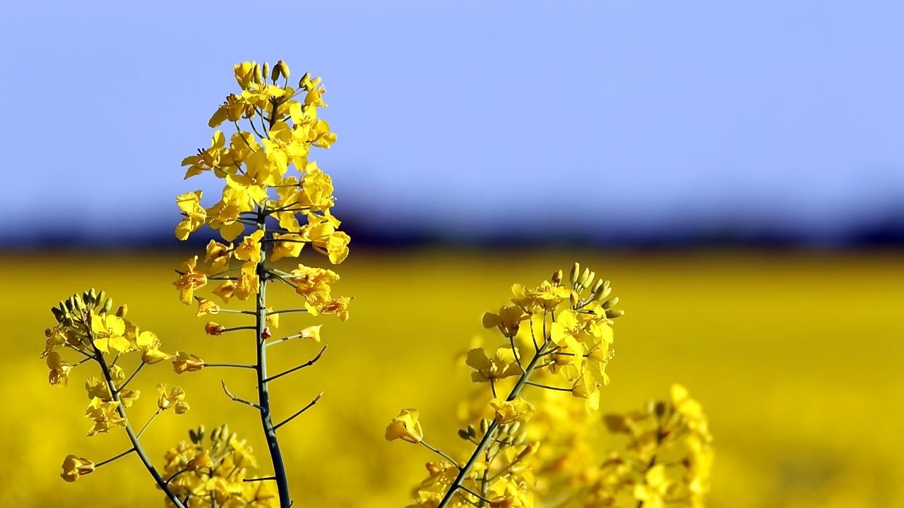 Shell Renewable Diesel: Hochwertiger paraffinischer Kraftstoff für eine ...
